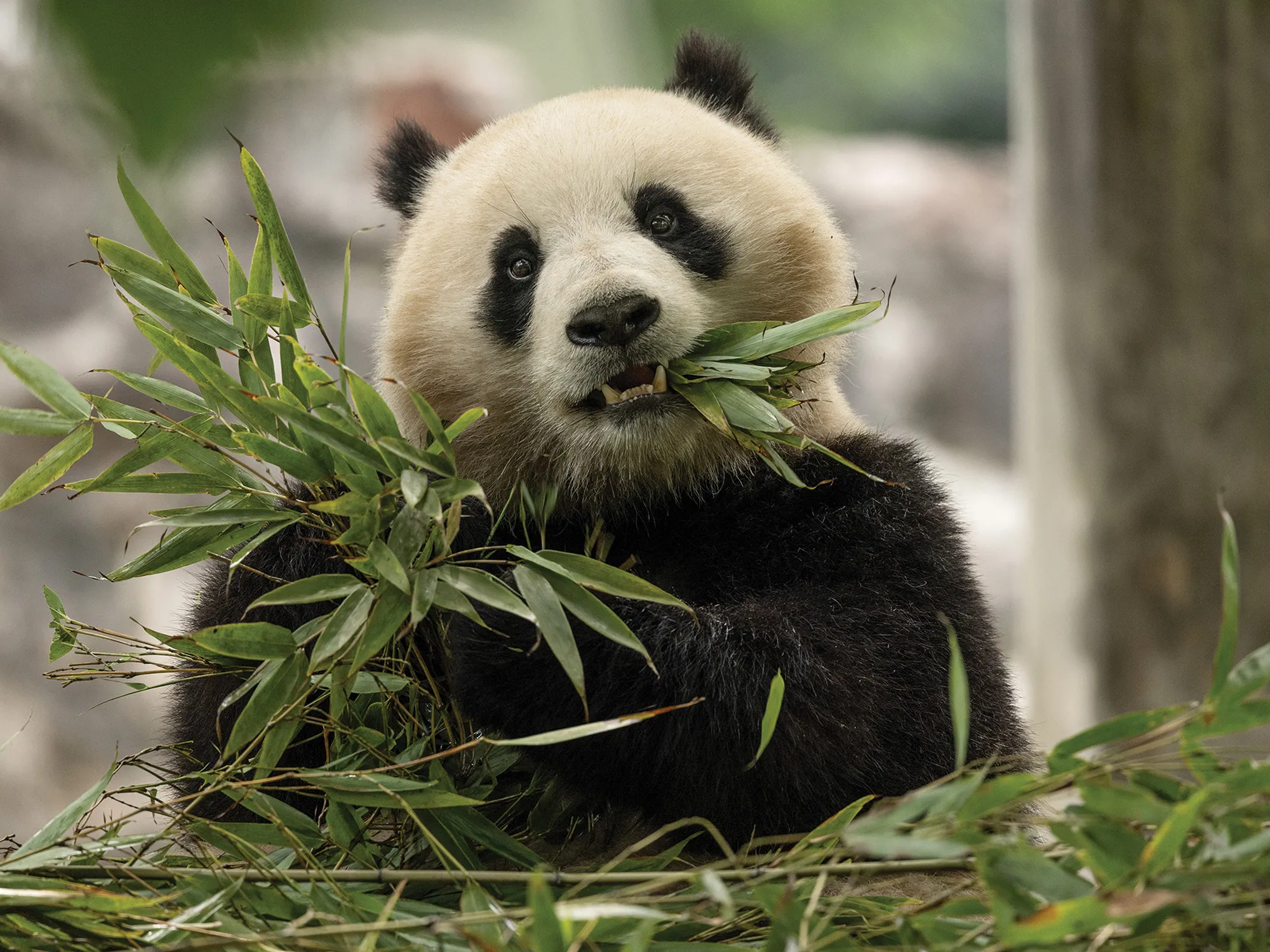 What the Smithsonian (and the Public) Have Learned About Pandas in More ...