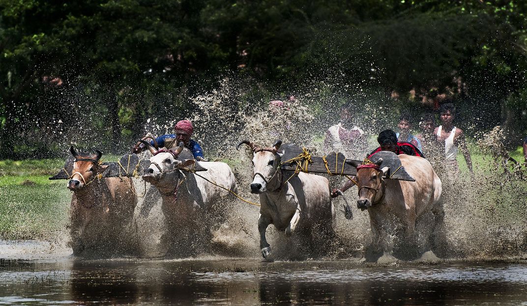 "MOI-CHARA" the cow race festival at canning- south 24 parganas of west ...