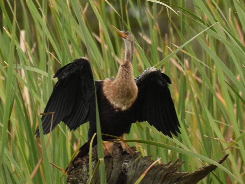 River Bird | Smithsonian Photo Contest | Smithsonian Magazine