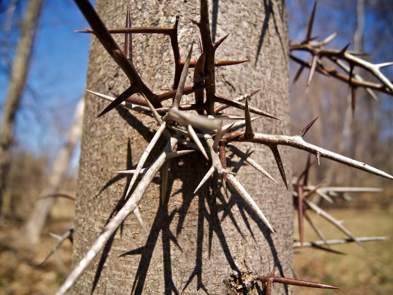 Thorns On Tree Smithsonian Photo Contest Smithsonian Magazine