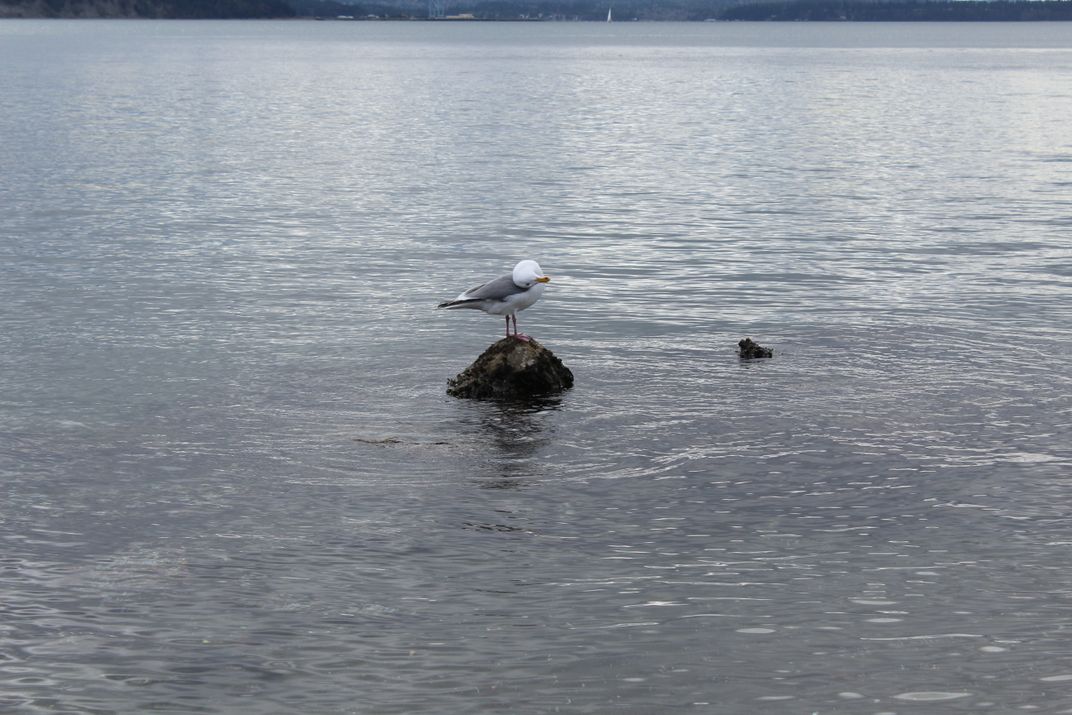 Seagull | Smithsonian Photo Contest | Smithsonian Magazine