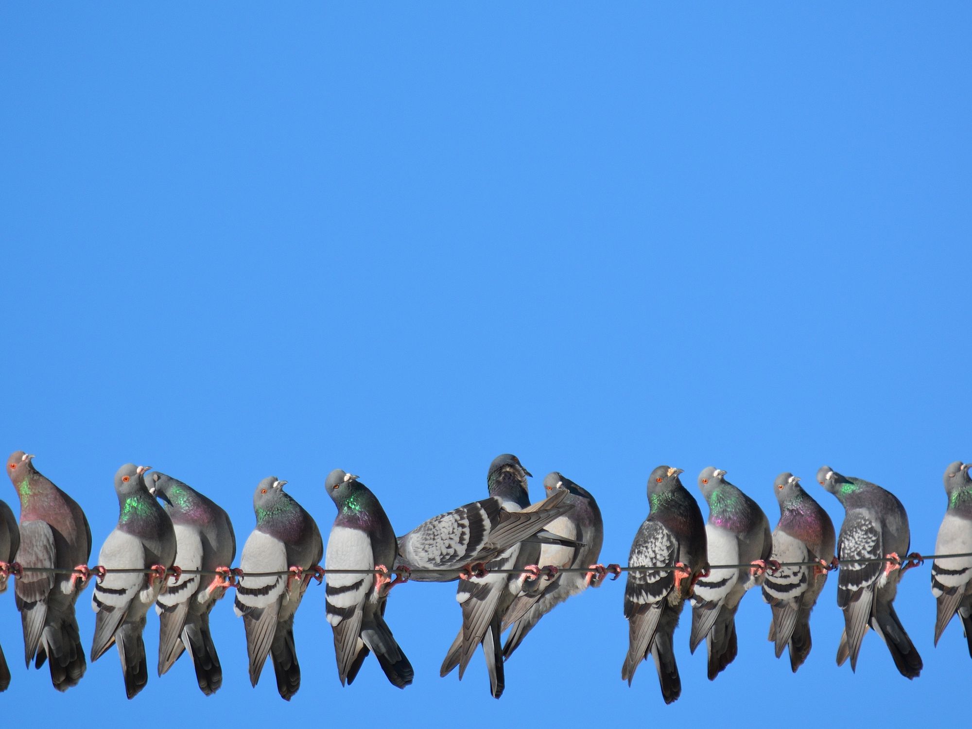 How Do Birds Navigate? | Smithsonian Voices | Smithsonian Science ...