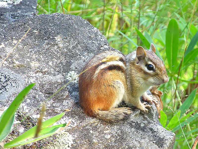 Mrs. Chippy 11 | Smithsonian Photo Contest | Smithsonian Magazine