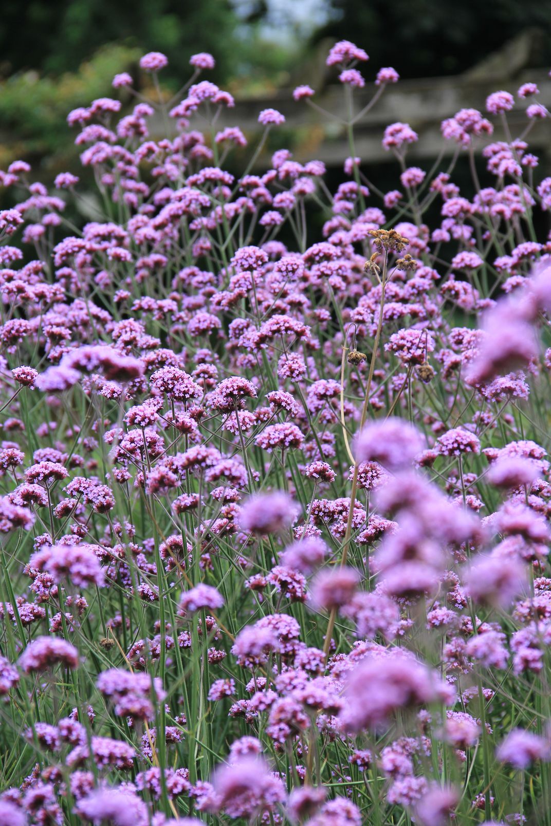 Purple flowers in Kew Gardens | Smithsonian Photo Contest | Smithsonian ...