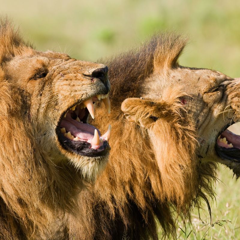 Lion Eating Human In Africa