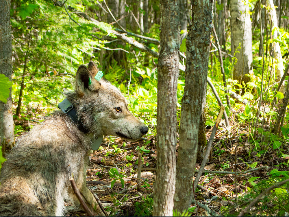 Experience a Day in the Life of a Wild Wolf, as Seen in Stunning Collar ...