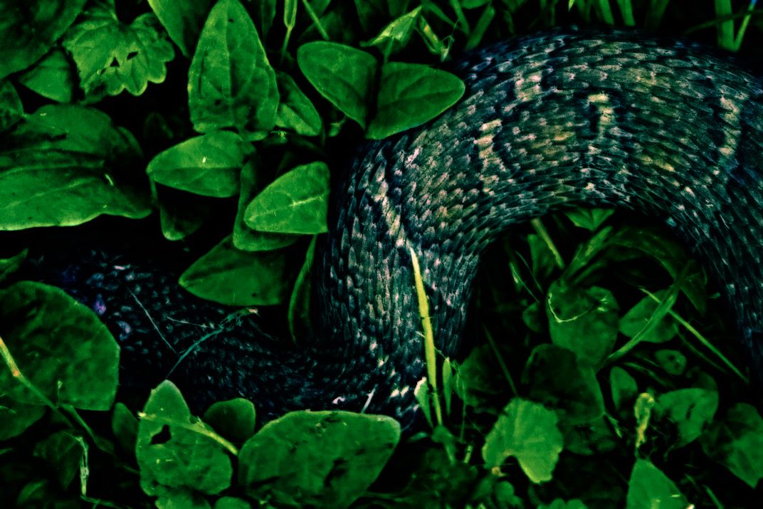 Northern Watersnake in Northeast USA | Smithsonian Photo Contest ...