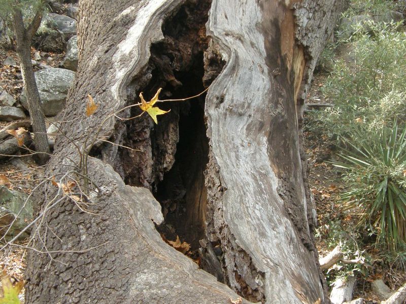 Tree with a wound | Smithsonian Photo Contest | Smithsonian Magazine