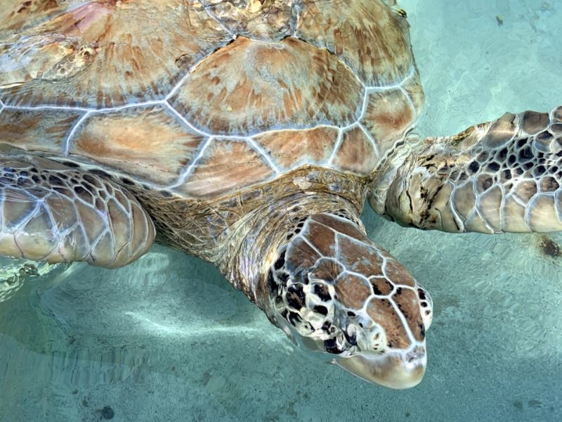 a turtle in Jamaica | Smithsonian Photo Contest | Smithsonian Magazine