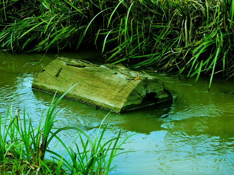 The floating tree trunk | Smithsonian Photo Contest | Smithsonian Magazine