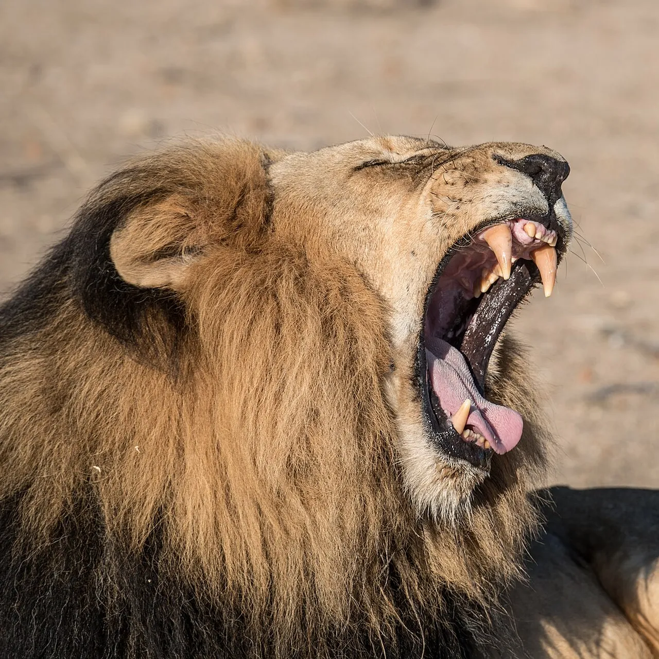 how does a lion roar