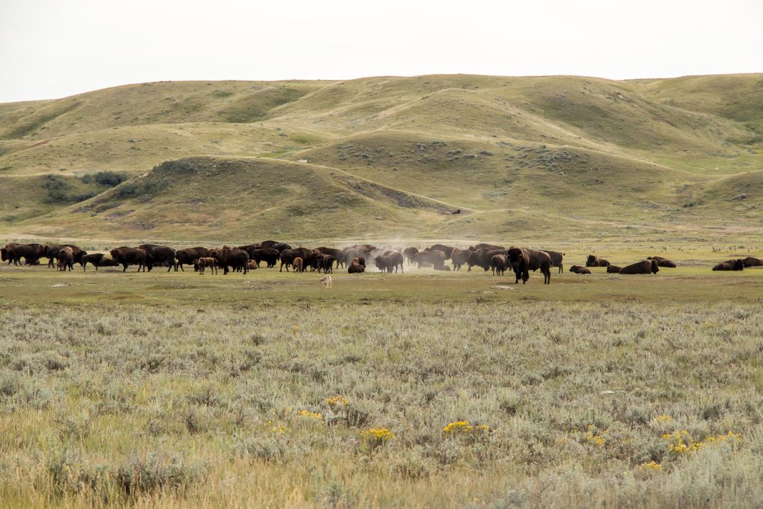 A coyote with a bison herd | Smithsonian Photo Contest | Smithsonian ...