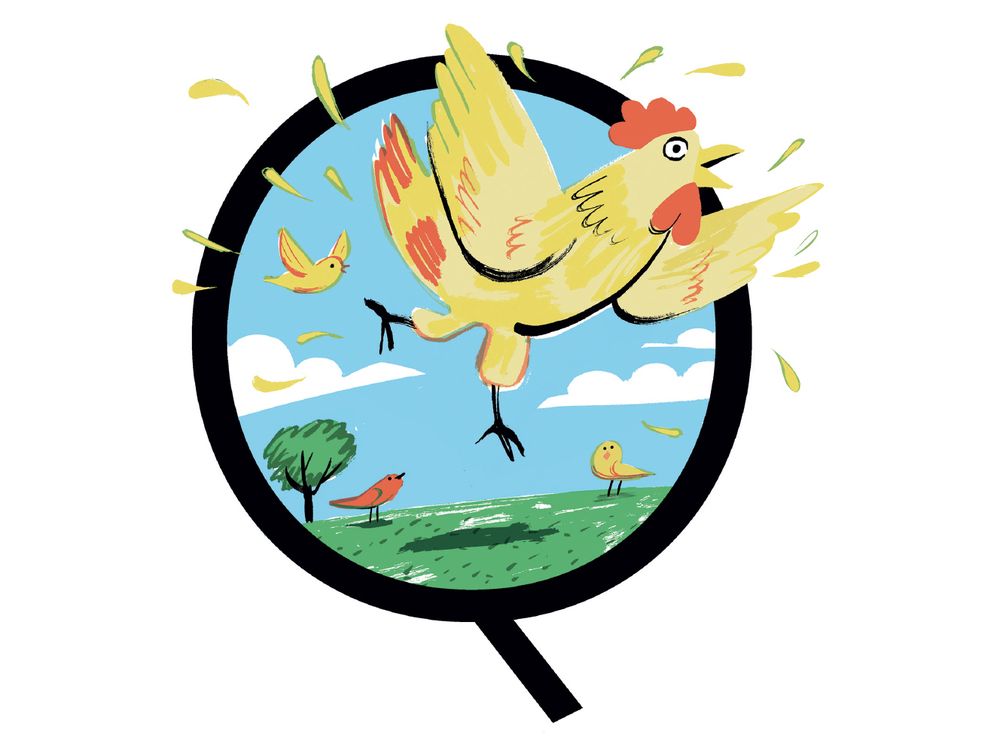 Why Are Chickens So Bad at Flying? And More Questions From Our Readers