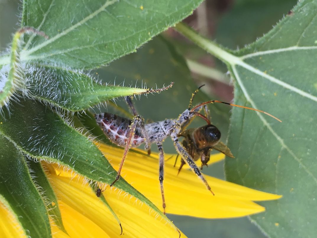 insect carrying bee | Smithsonian Photo Contest | Smithsonian Magazine