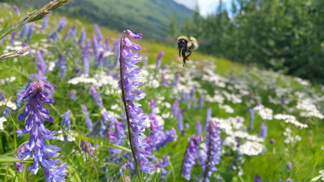Bee carrying its pollen on leg on an Alaskan meadow | Smithsonian Photo ...