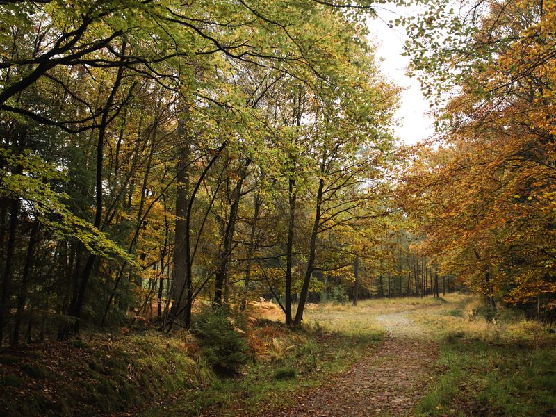 Belgian forest | Smithsonian Photo Contest | Smithsonian Magazine