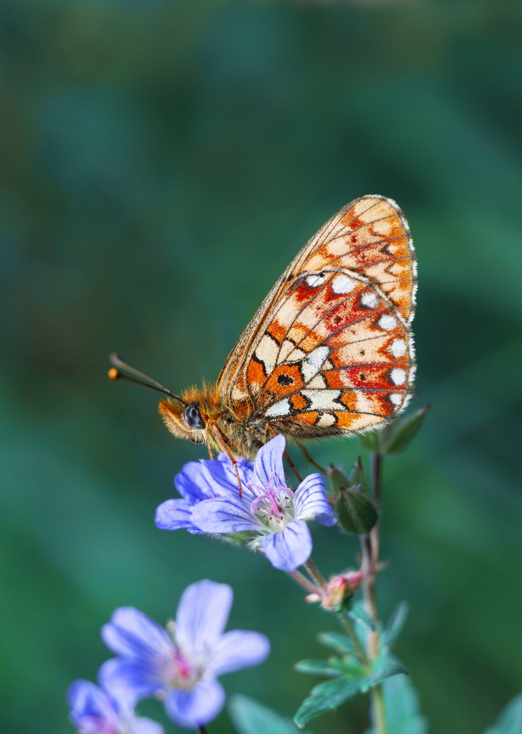 Beautiful butterfly | Smithsonian Photo Contest | Smithsonian Magazine