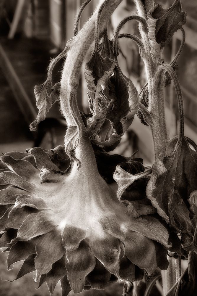 A giant sunflower bent over and drying out in the fall. | Smithsonian ...