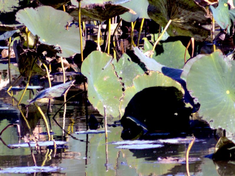 Lily Pad with seeds | Smithsonian Photo Contest | Smithsonian Magazine