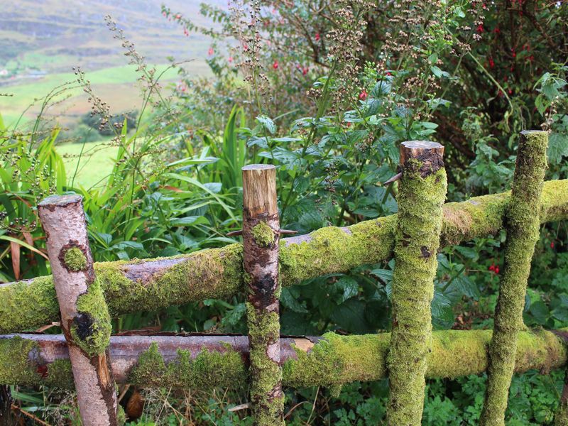 Moss on wood fencing | Smithsonian Photo Contest | Smithsonian Magazine