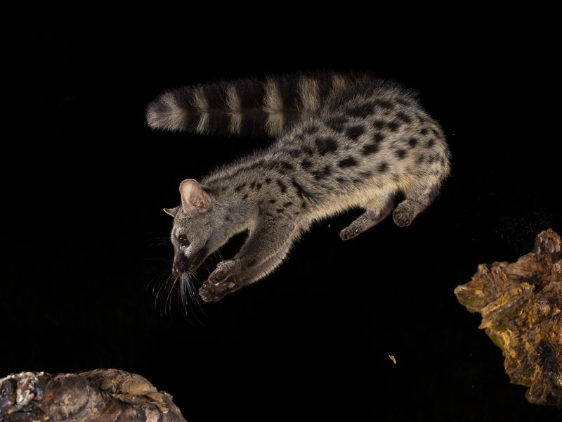Genetta genetta | Smithsonian Photo Contest | Smithsonian Magazine