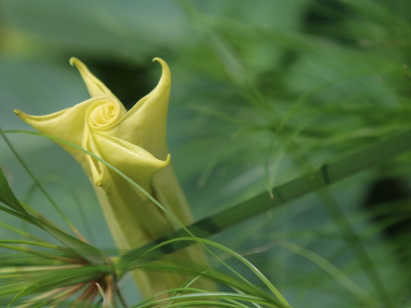 Closed flower bud | Smithsonian Photo Contest | Smithsonian Magazine