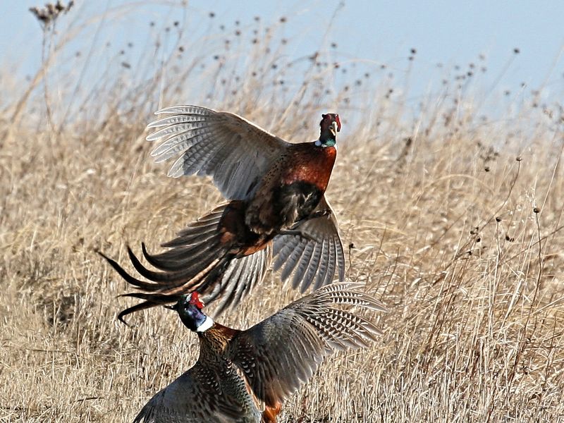 Rooster in battle. | Smithsonian Photo Contest | Smithsonian Magazine