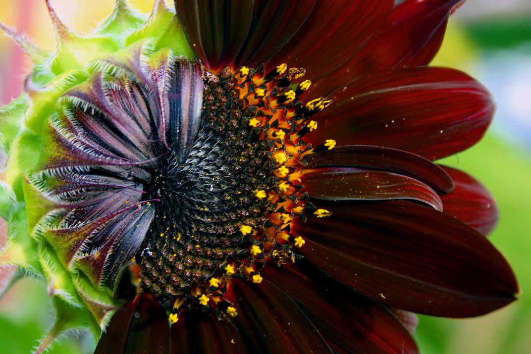 Three Stages of a Scarlet Sunflower | Smithsonian Photo Contest ...