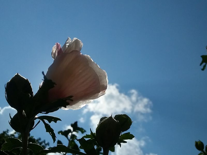 Flower against blue sky | Smithsonian Photo Contest | Smithsonian Magazine