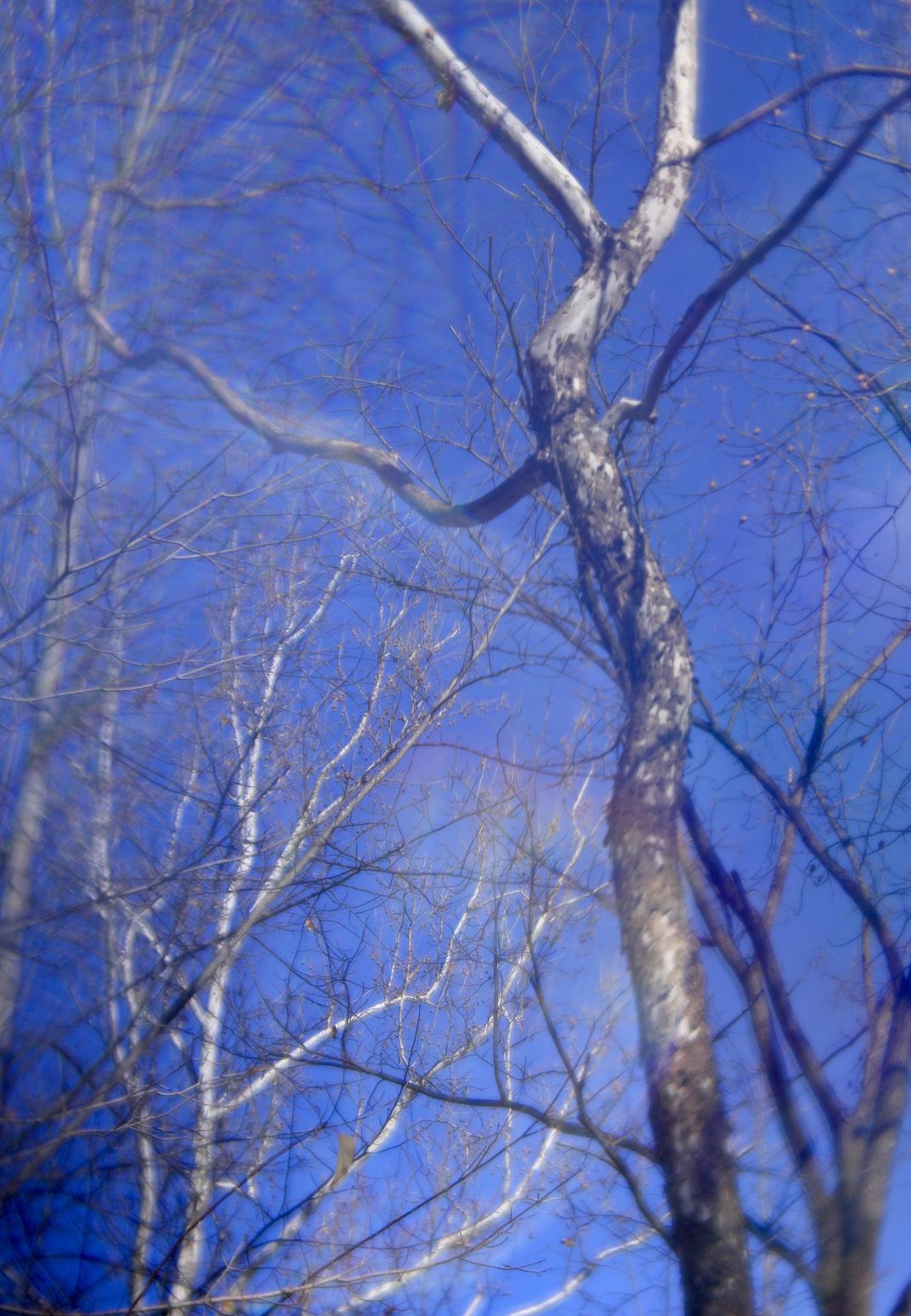 Beautiful shaped tree | Smithsonian Photo Contest | Smithsonian Magazine