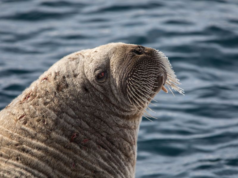 Walrus Side Eye | Smithsonian Photo Contest | Smithsonian Magazine