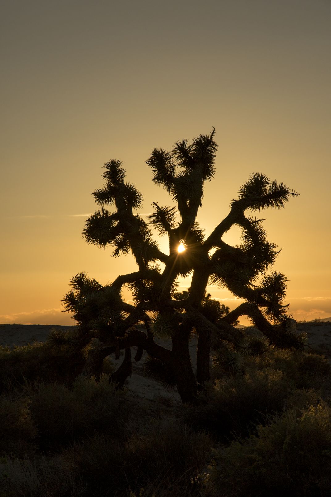Joshua Tree at Sunset | Smithsonian Photo Contest | Smithsonian Magazine