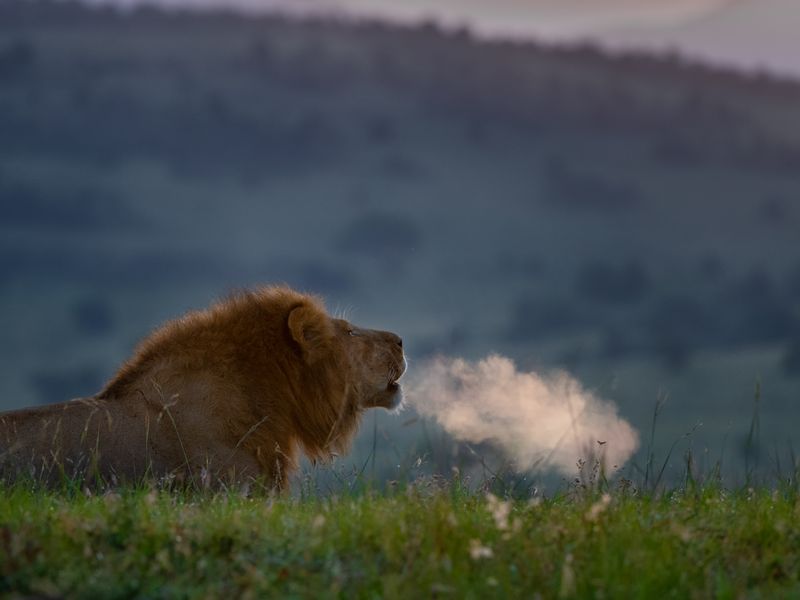 Smoking Lion | Smithsonian Photo Contest | Smithsonian Magazine