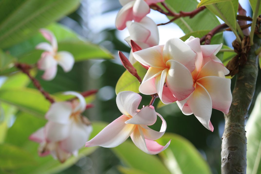 Hawaiian Flowers | Smithsonian Photo Contest | Smithsonian Magazine