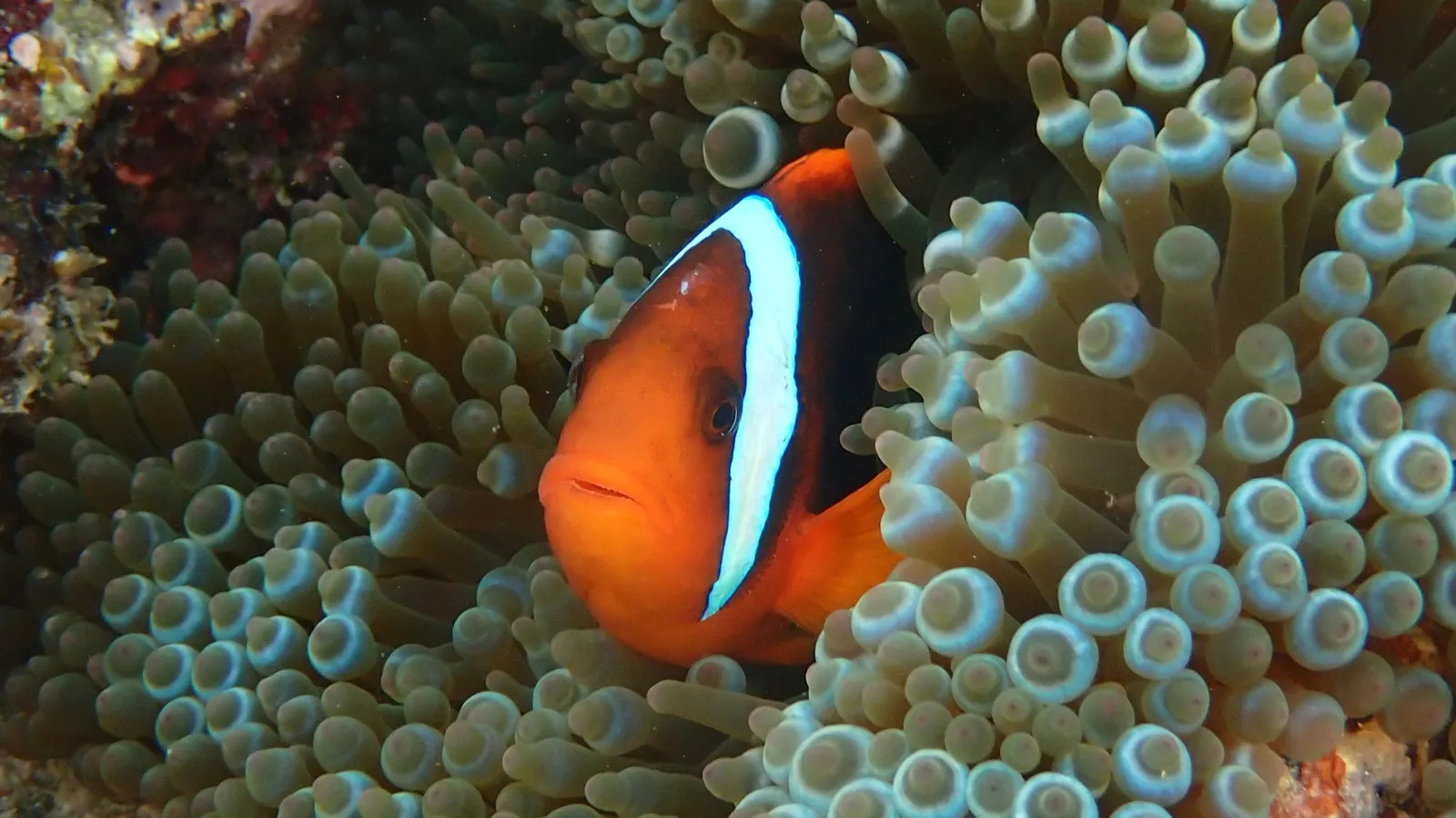 These Clownfish Lose Their Baby Stripes in Response to Peer Pressure ...