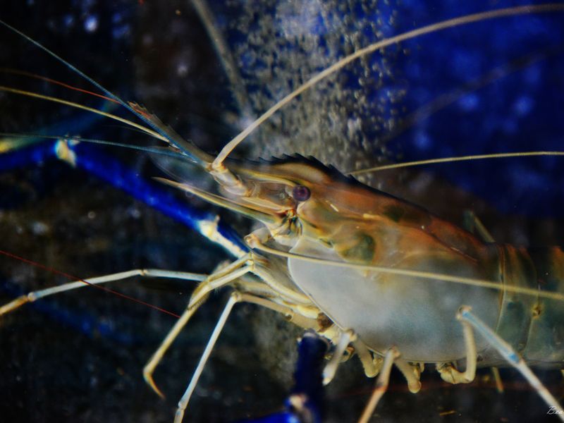 colossal shrimp | Smithsonian Photo Contest | Smithsonian Magazine