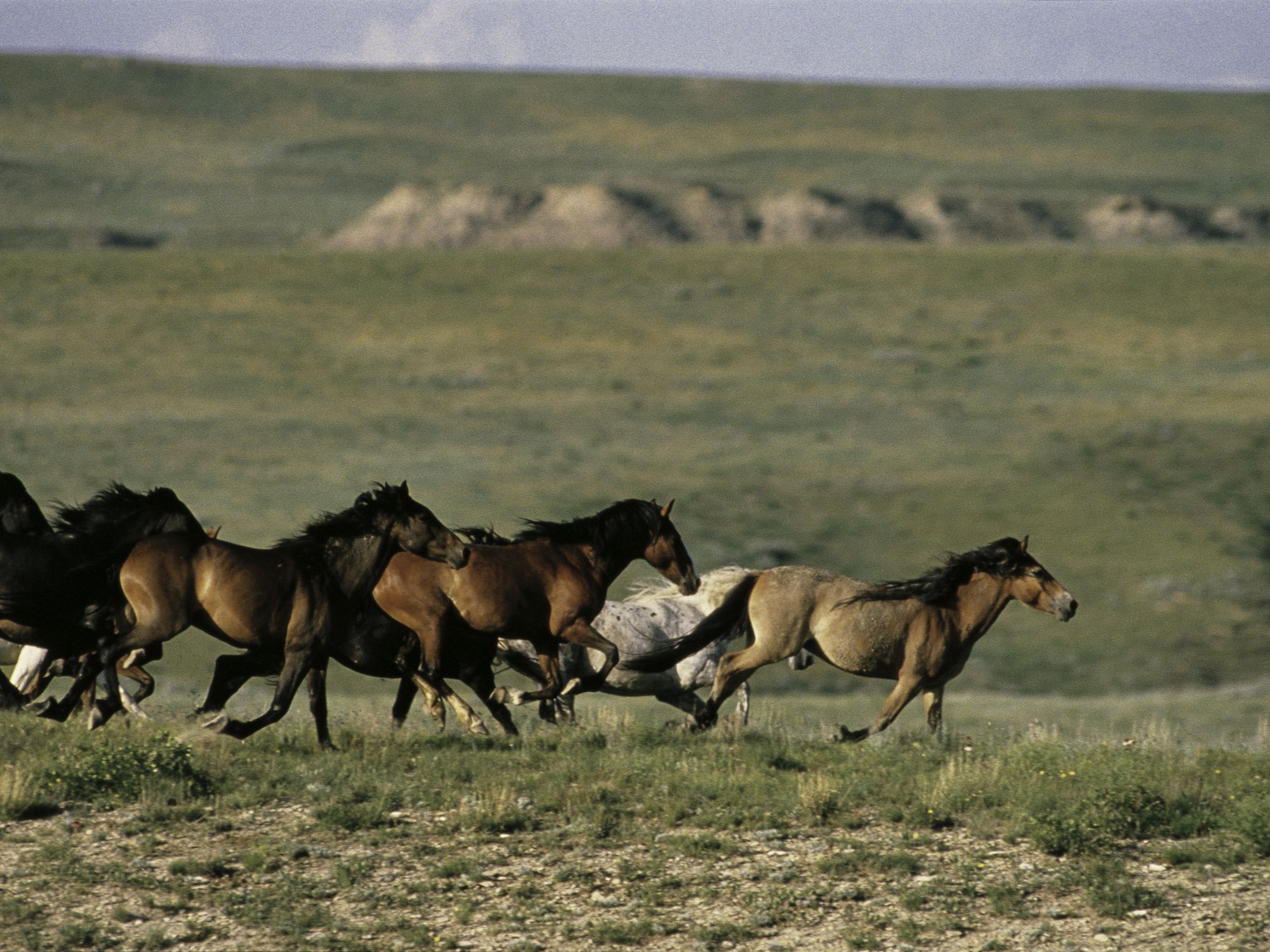 New Research Rewrites the History of American Horses