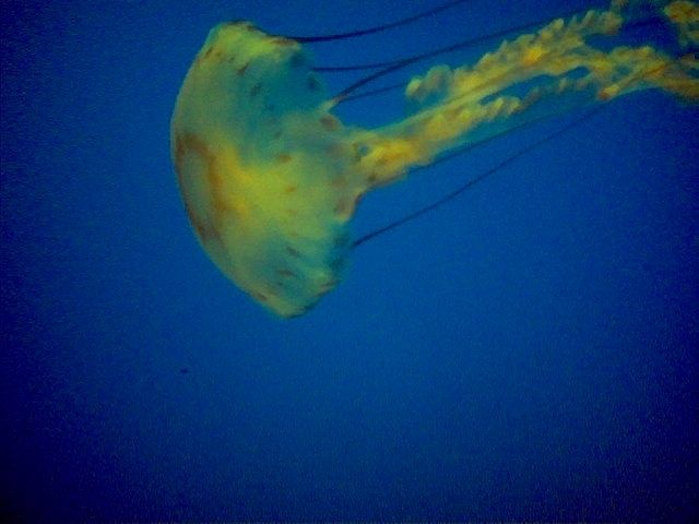 Jelly Fish in motion | Smithsonian Photo Contest | Smithsonian Magazine