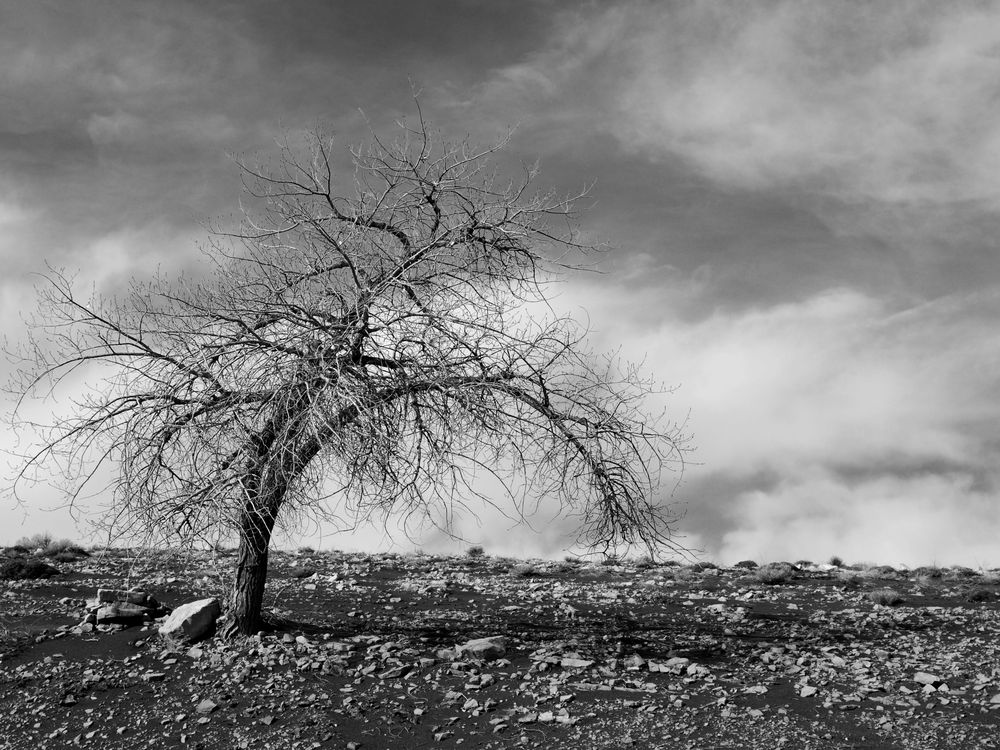 Lone Wyoming Tree | Smithsonian Photo Contest | Smithsonian Magazine