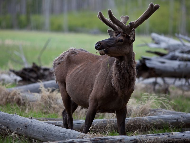 Young elk | Smithsonian Photo Contest | Smithsonian Magazine