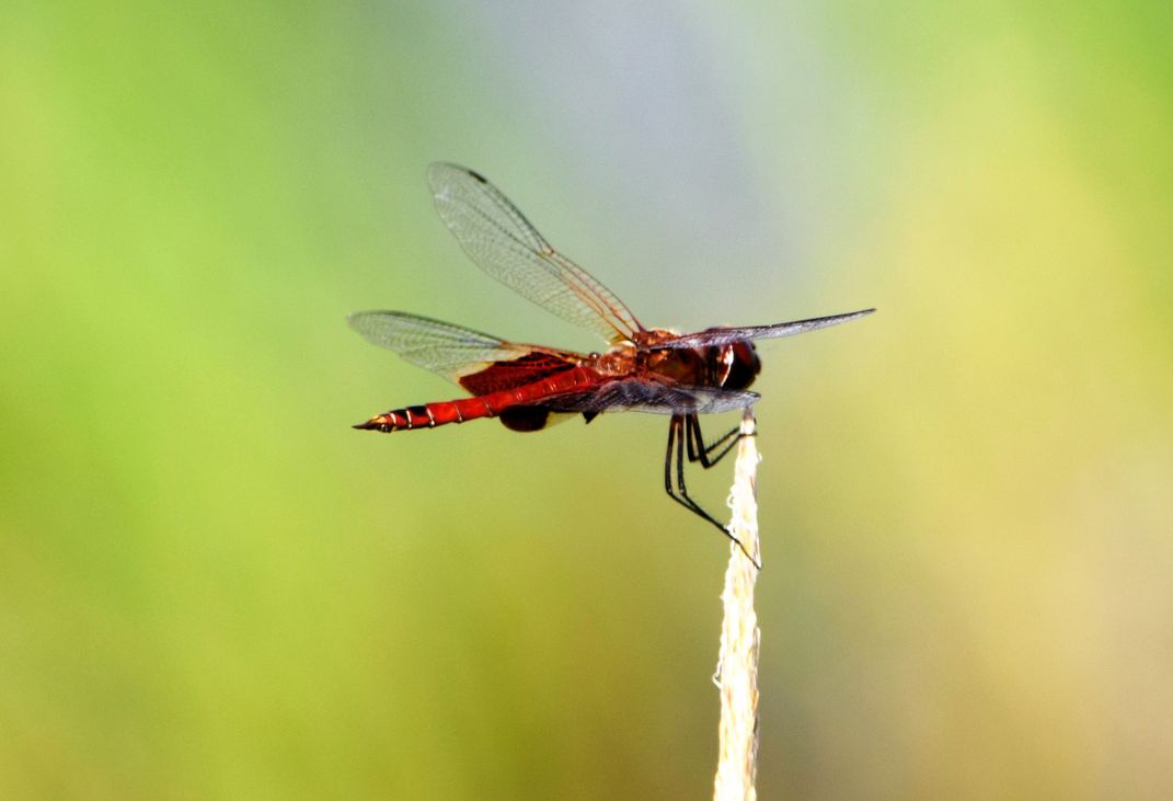 Red Dragonfly | Smithsonian Photo Contest | Smithsonian Magazine