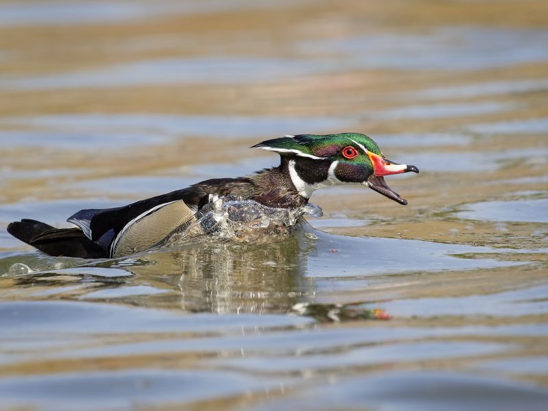 Angry Duck... | Smithsonian Photo Contest | Smithsonian Magazine