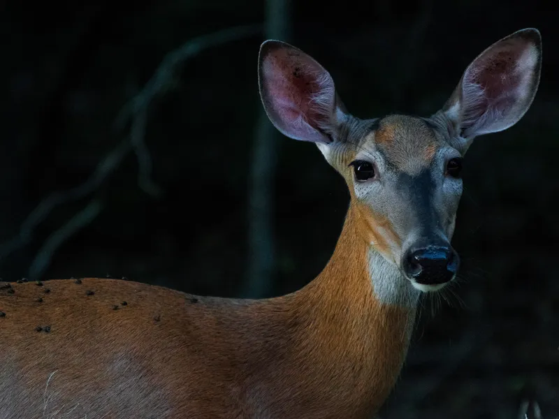 The Doe | Smithsonian Photo Contest | Smithsonian Magazine