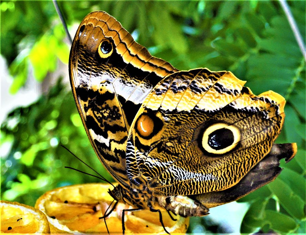 Butterfly | Smithsonian Photo Contest | Smithsonian Magazine