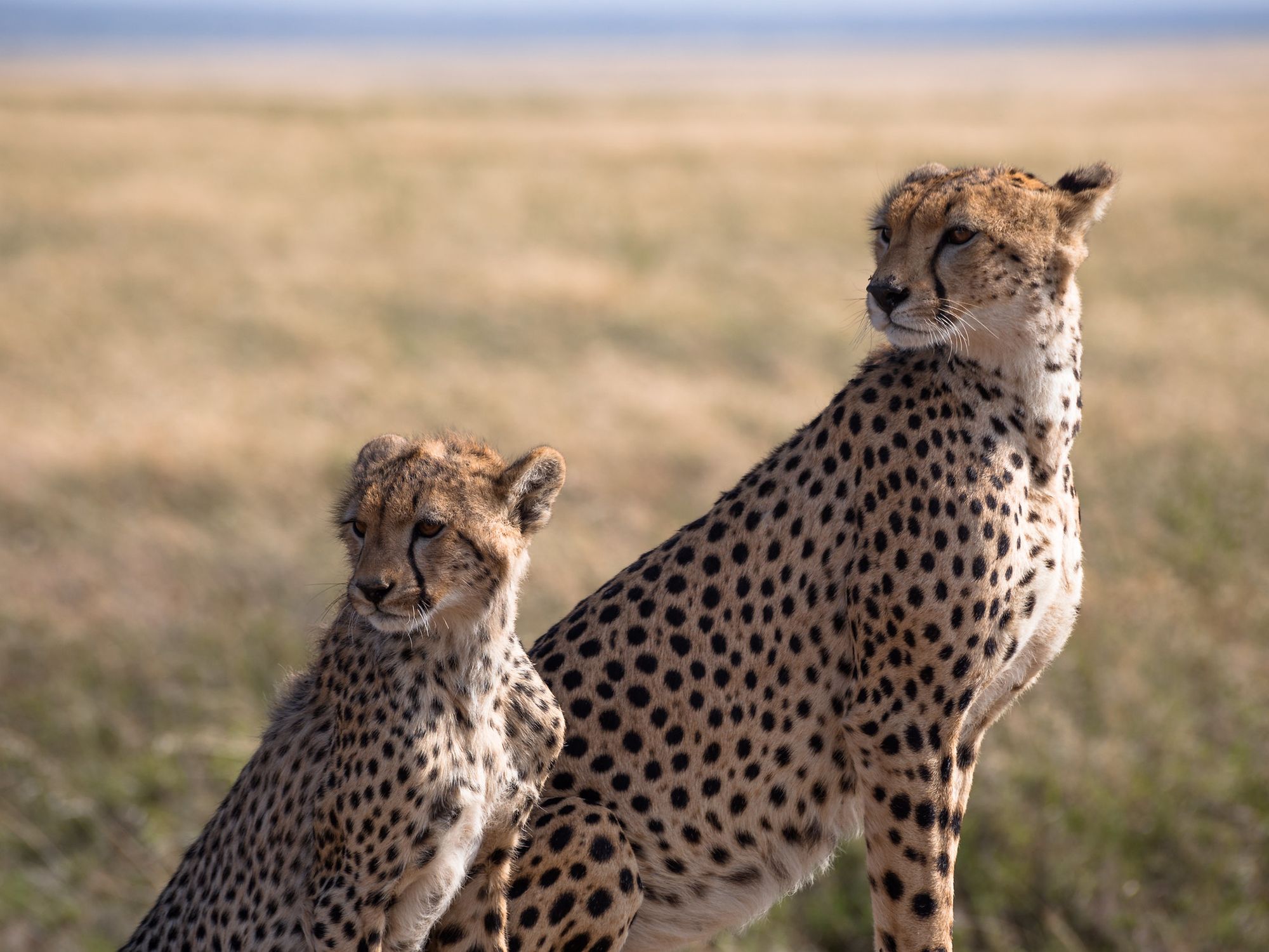 Cheetahs Become More Nocturnal in Extreme Heat, Study Finds