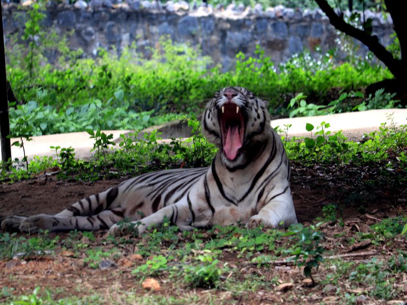 White Tiger in A Moody Formation | Smithsonian Photo Contest ...