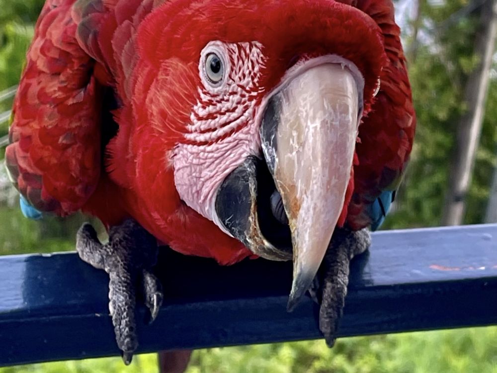 Visiting macaw during the pandemic | Smithsonian Photo Contest ...
