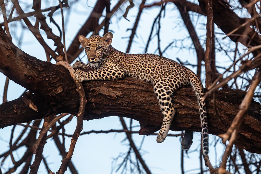 Leopard cub in a tree at twilight | Smithsonian Photo Contest ...