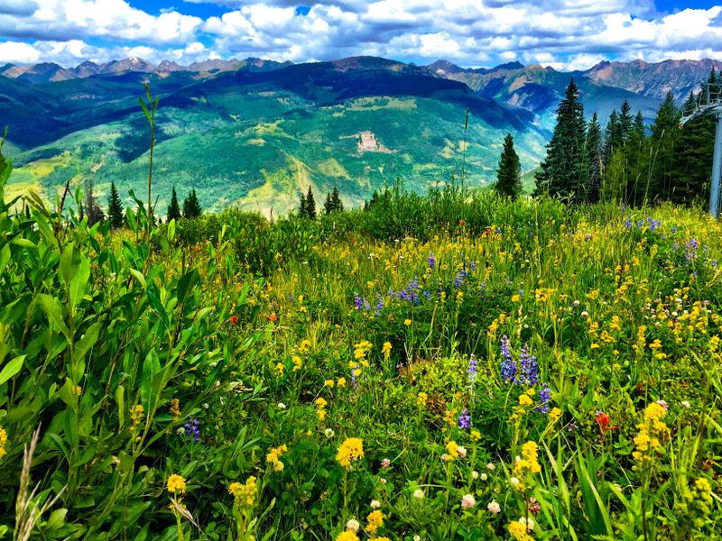 Wild flowers on Fireweed Trail on top of Vail Mountain | Smithsonian ...