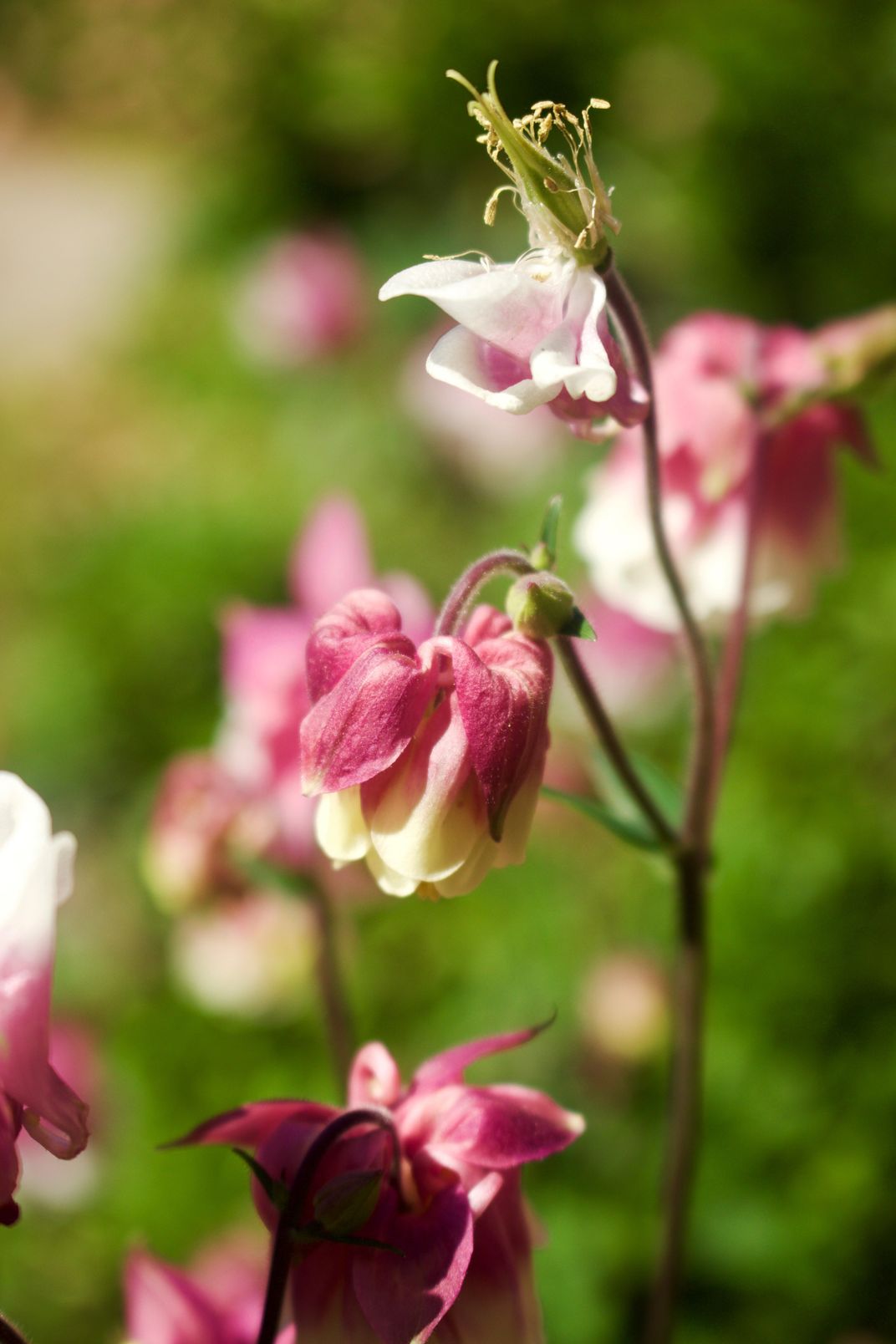 Beautiful Flowers | Smithsonian Photo Contest | Smithsonian Magazine